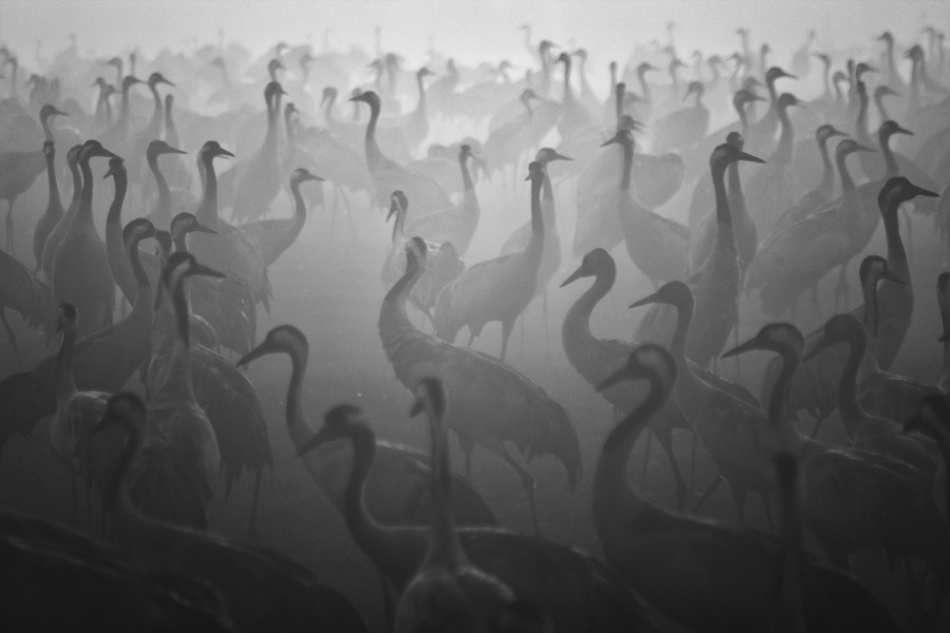 Black and White Photography by Guy Cohen-12 – Fubiz Media Black and White Photography by Guy Cohen-12 – Fubiz Media