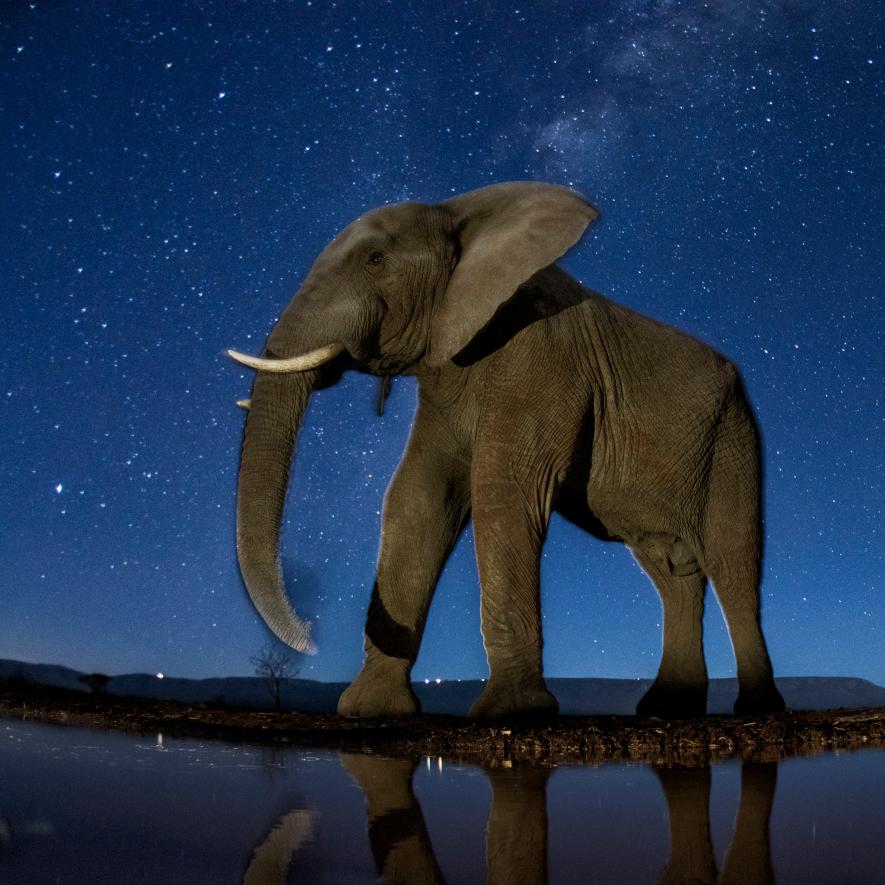 Stunning Portrait of Wild Animals at Night – Fubiz Media