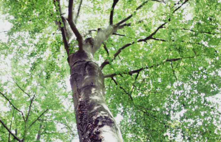 Talking Tree – Fubiz Media