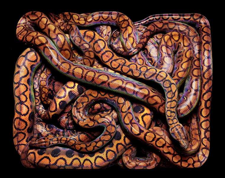 Art of the Serpent – Fubiz Media