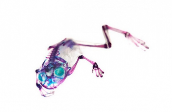 Transparent Animals – Fubiz Media