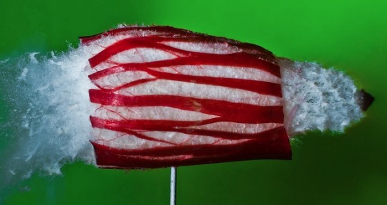 Exploding Food – Fubiz Media