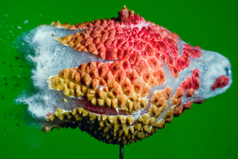 Exploding Food – Fubiz Media