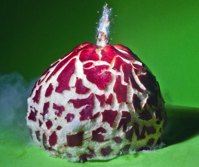 Exploding Food – Fubiz Media