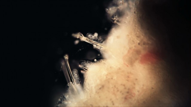 Micro Empire – Fubiz Media