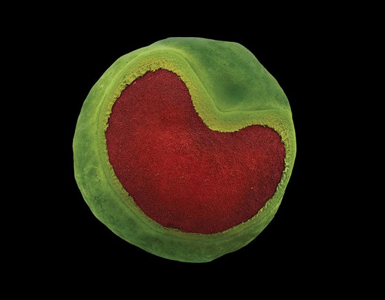 Microscopic Nature – Fubiz Media