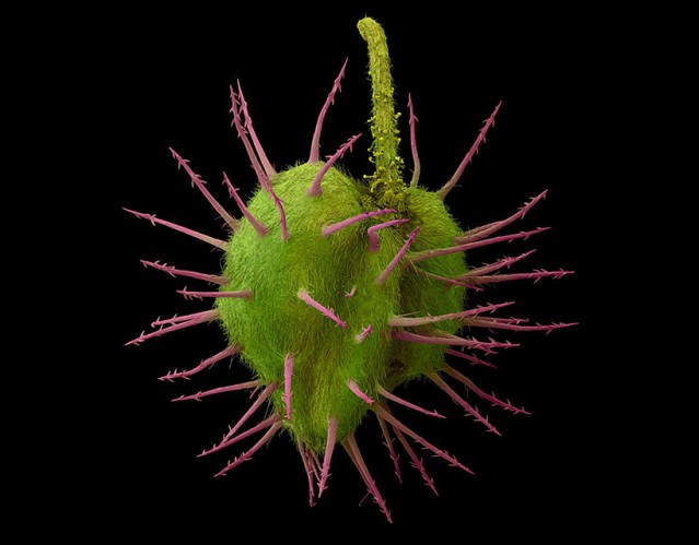 Microscopic Nature – Fubiz Media