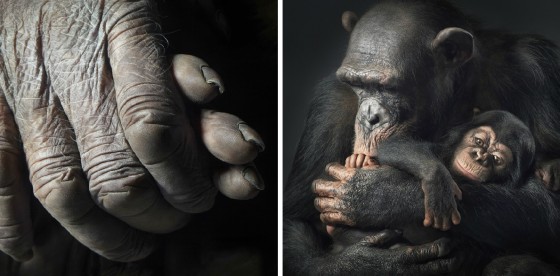 More Than Human – Fubiz Media