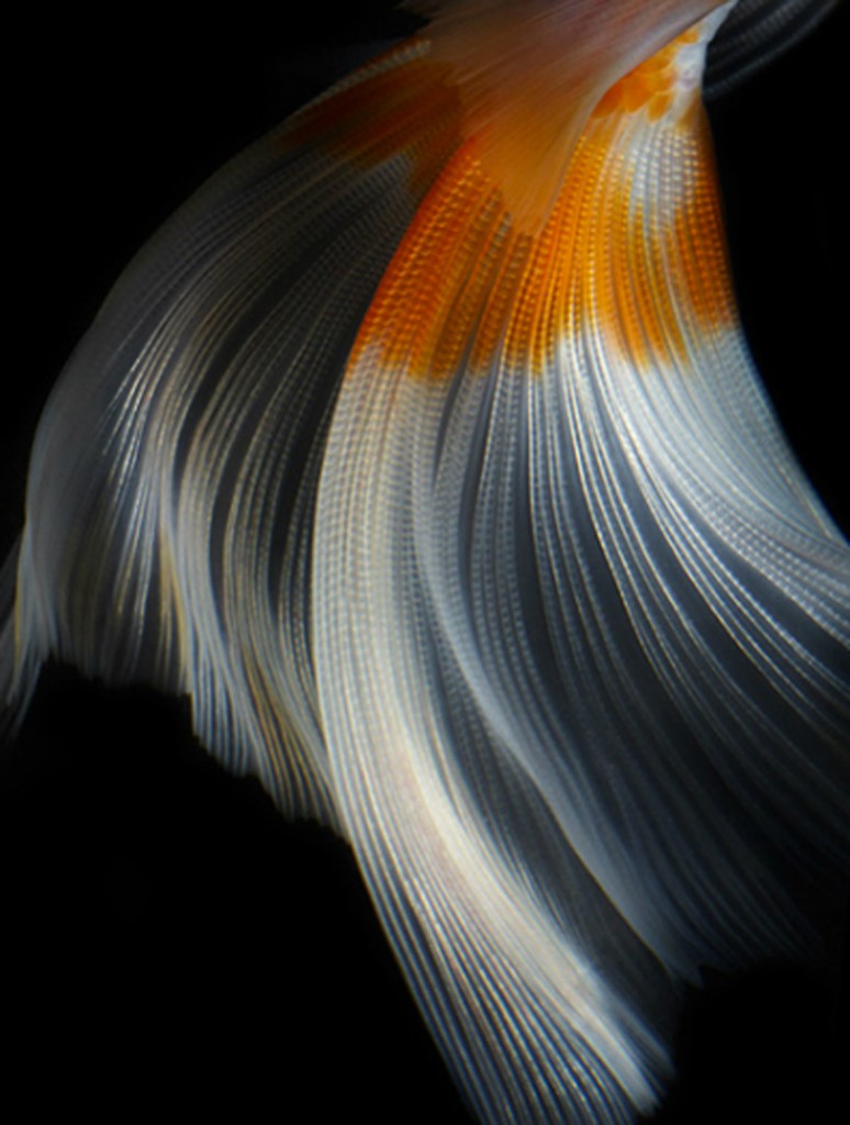 Life Fish Photography – Fubiz Media