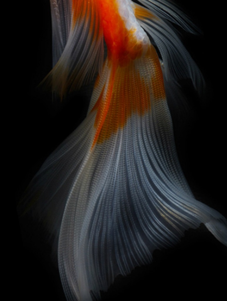 Life Fish Photography – Fubiz Media