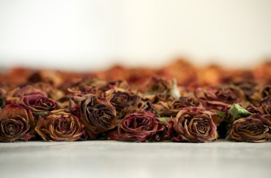 Life and Death of 10 000 Roses – Fubiz Media