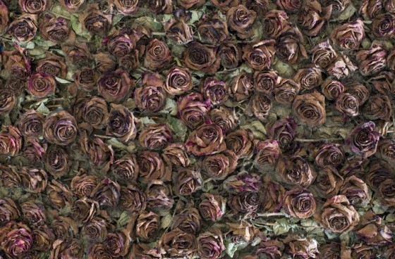 Life and Death of 10 000 Roses – Fubiz Media