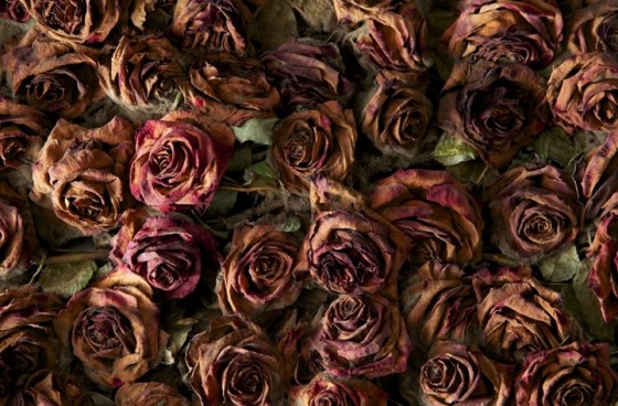 Life and Death of 10 000 Roses – Fubiz Media