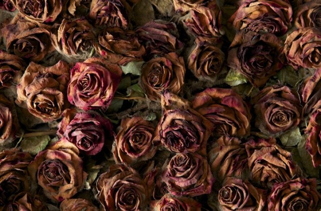 Life and Death of 10 000 Roses – Fubiz Media