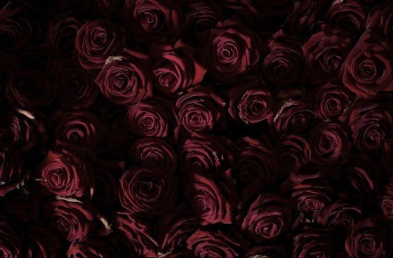 Life and Death of 10 000 Roses – Fubiz Media