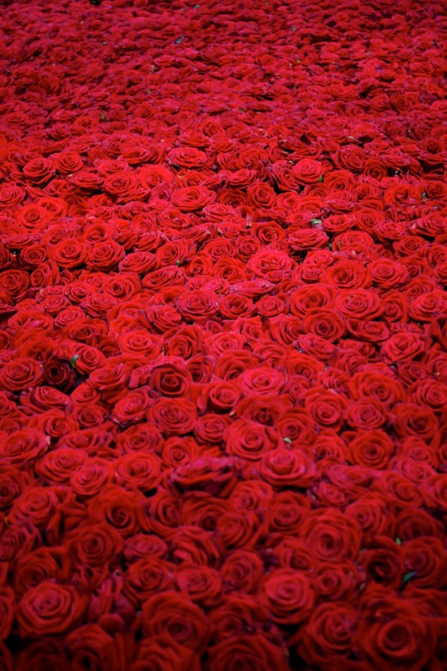 Life and Death of 10 000 Roses – Fubiz Media