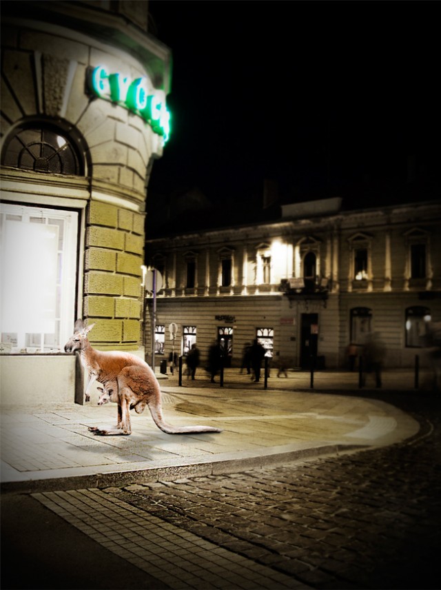 Animals in the city – Fubiz Media