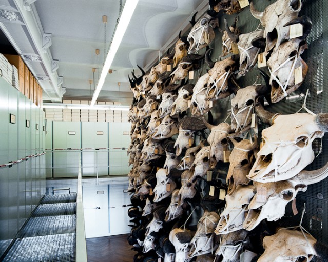 Skeletons Series – Fubiz Media