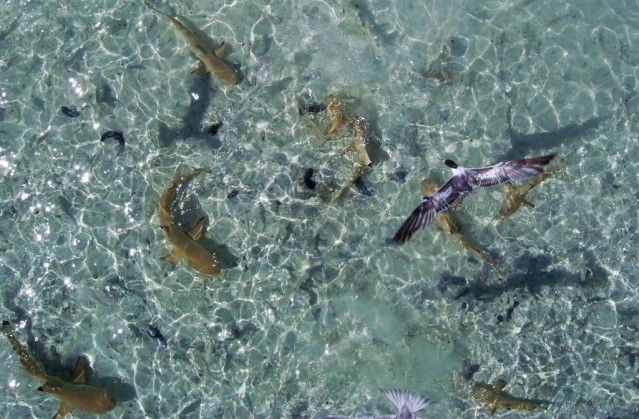 Kite Aerial Photography – Fubiz Media