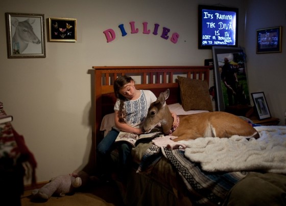 Amelia and Animal Affinity – Fubiz Media