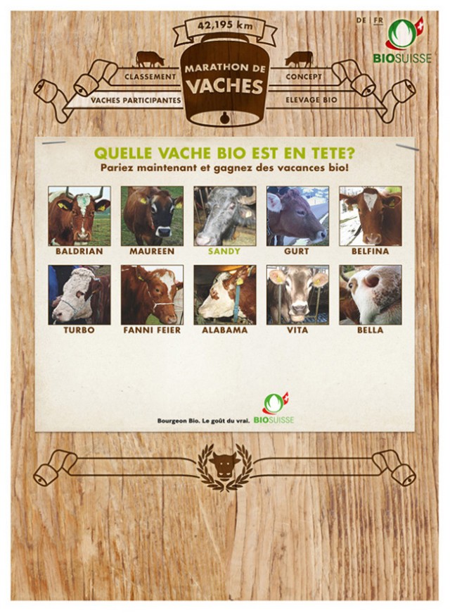 marathon de vaches – Fubiz Media