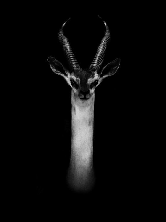 Dramatic Portraits of Animals – Fubiz Media