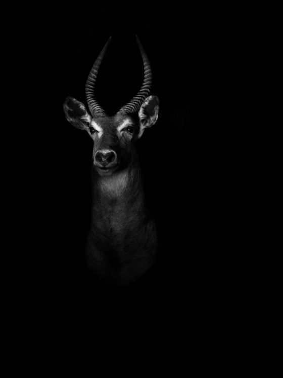 Dramatic Portraits of Animals – Fubiz Media