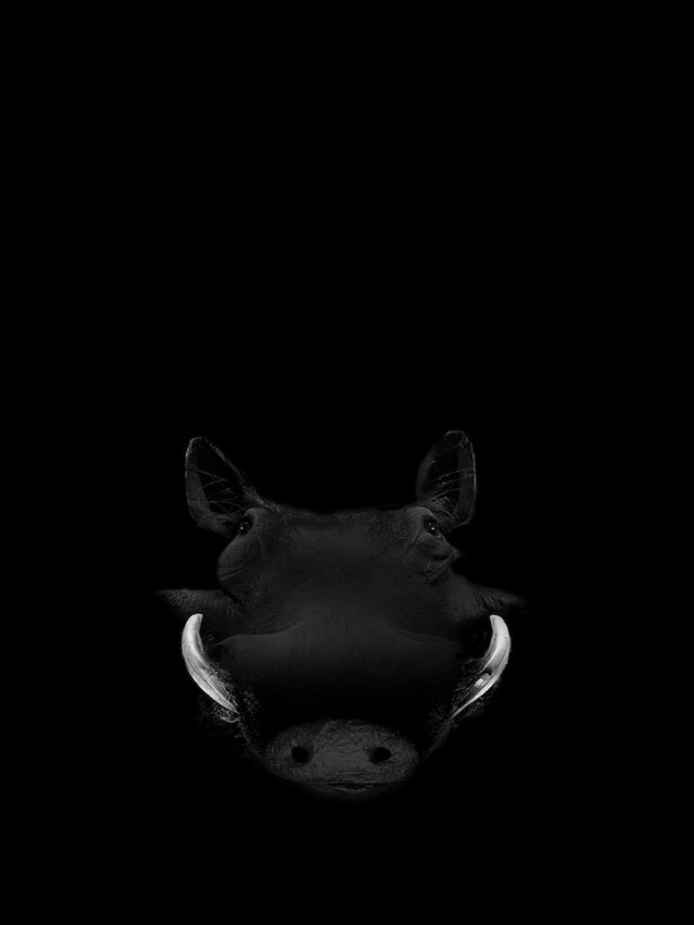 Dramatic Portraits of Animals – Fubiz Media