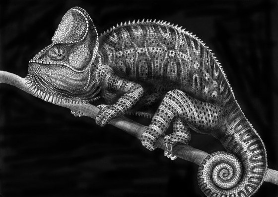 Detailed Ink Animal Drawings – Fubiz Media