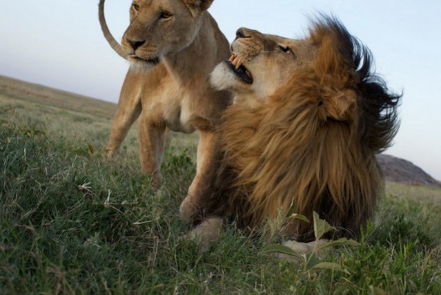 Intimate Life of Lions – Fubiz Media