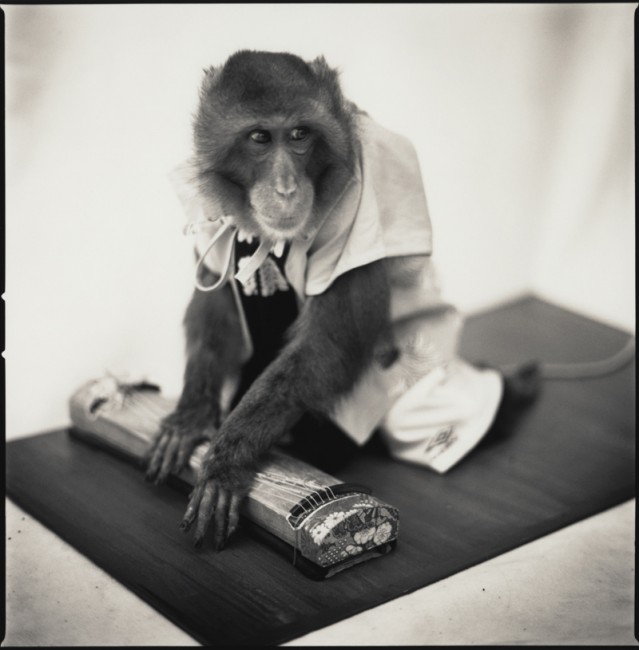 Monkey Series – Fubiz Media