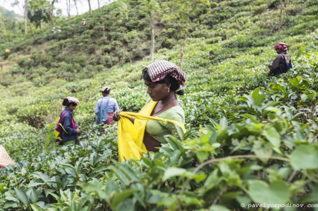 THE TEA PRODUCTION IN BANGLADESH – Fubiz Media