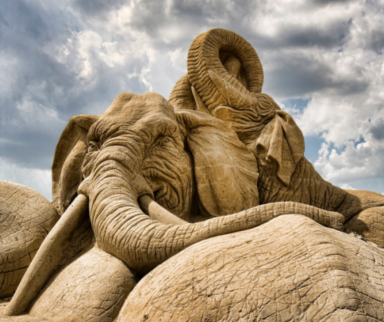 50 Examples of Animal Photography – Fubiz Media