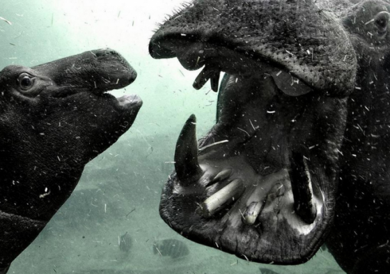 50 Examples of Animal Photography – Fubiz Media