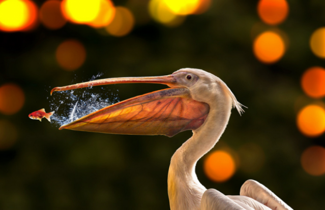 50 Examples of Animal Photography – Fubiz Media