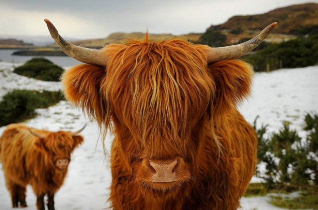50 Examples of Animal Photography – Fubiz Media