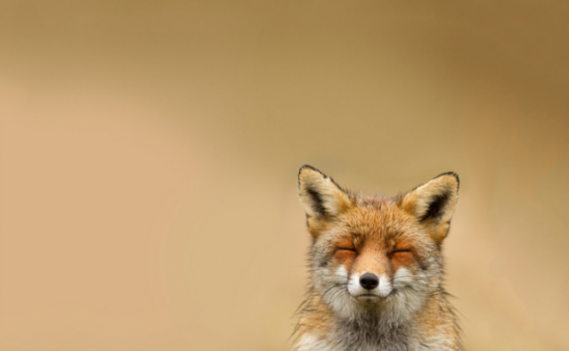 50 Examples of Animal Photography – Fubiz Media