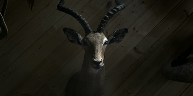 Ravenna Woods – Border Animals – Fubiz Media