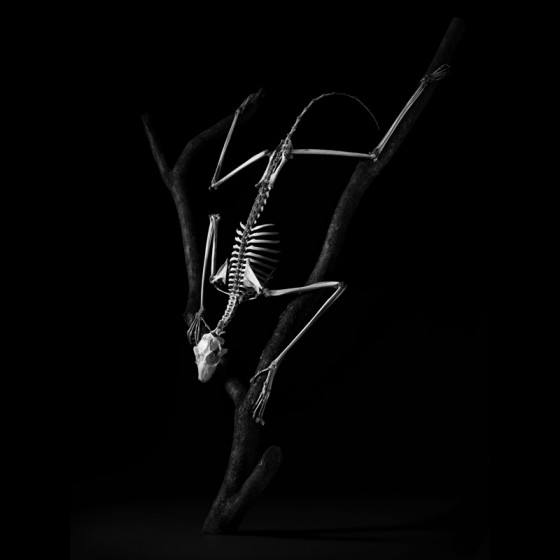 Exploration of Skeletons by Patrick Gries – Fubiz Media