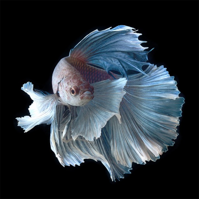Stunning Portraits of Fish – Fubiz Media