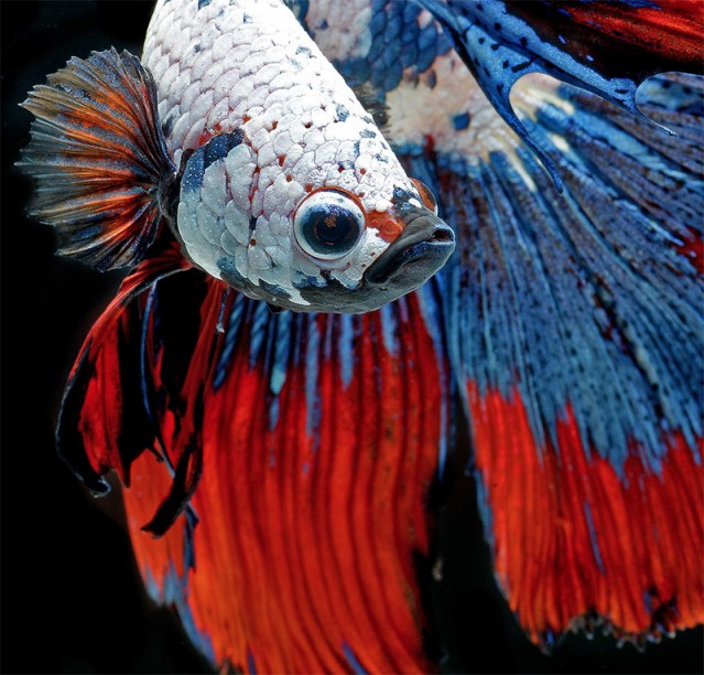 Stunning Portraits of Fish – Fubiz Media
