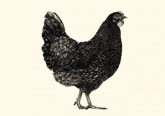 Coq Rico Illustrations – Fubiz Media