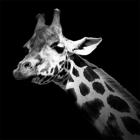 Black & White Animals Portraits – Fubiz Media