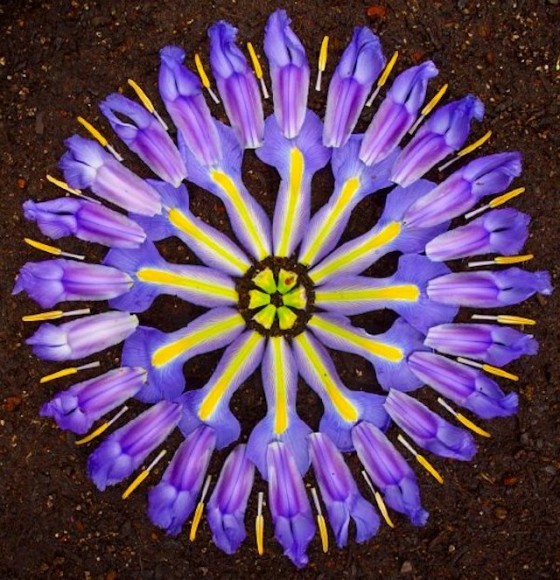New Flower Mandalas by Kathy Klein – Fubiz Media