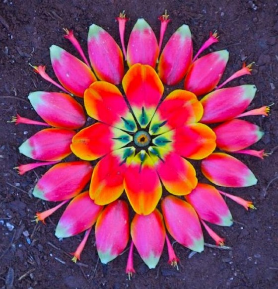 New Flower Mandalas by Kathy Klein – Fubiz Media