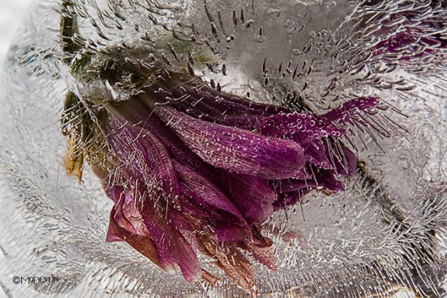 Details of Frozen Flowers – Fubiz Media