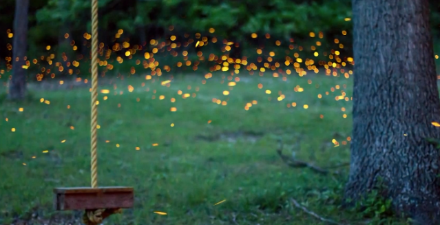 Time-lapse Scenes of Swarming Fireflies – Fubiz Media