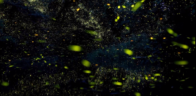Time-lapse Scenes of Swarming Fireflies – Fubiz Media