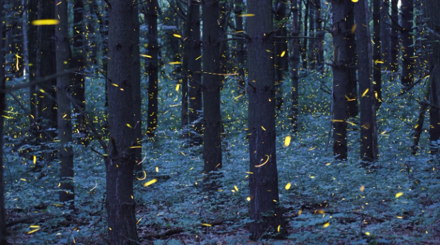 Time-lapse Scenes of Swarming Fireflies – Fubiz Media