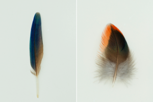 Studies Of Australian Feathers – Fubiz Media